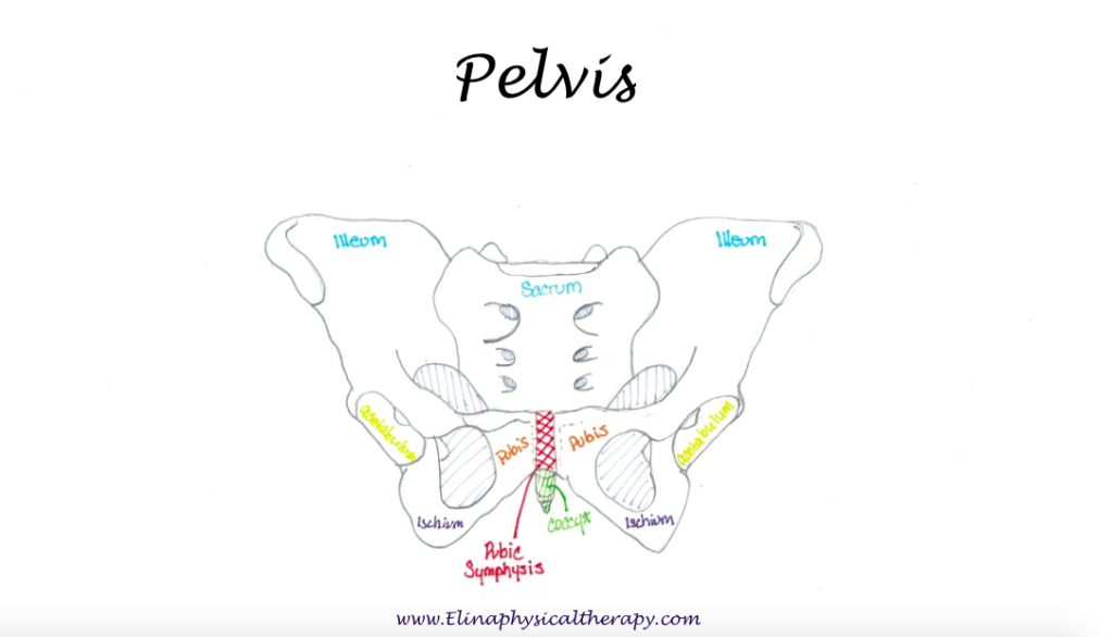 Symphysis Pubis Dysfunction Elina Physical Therapy